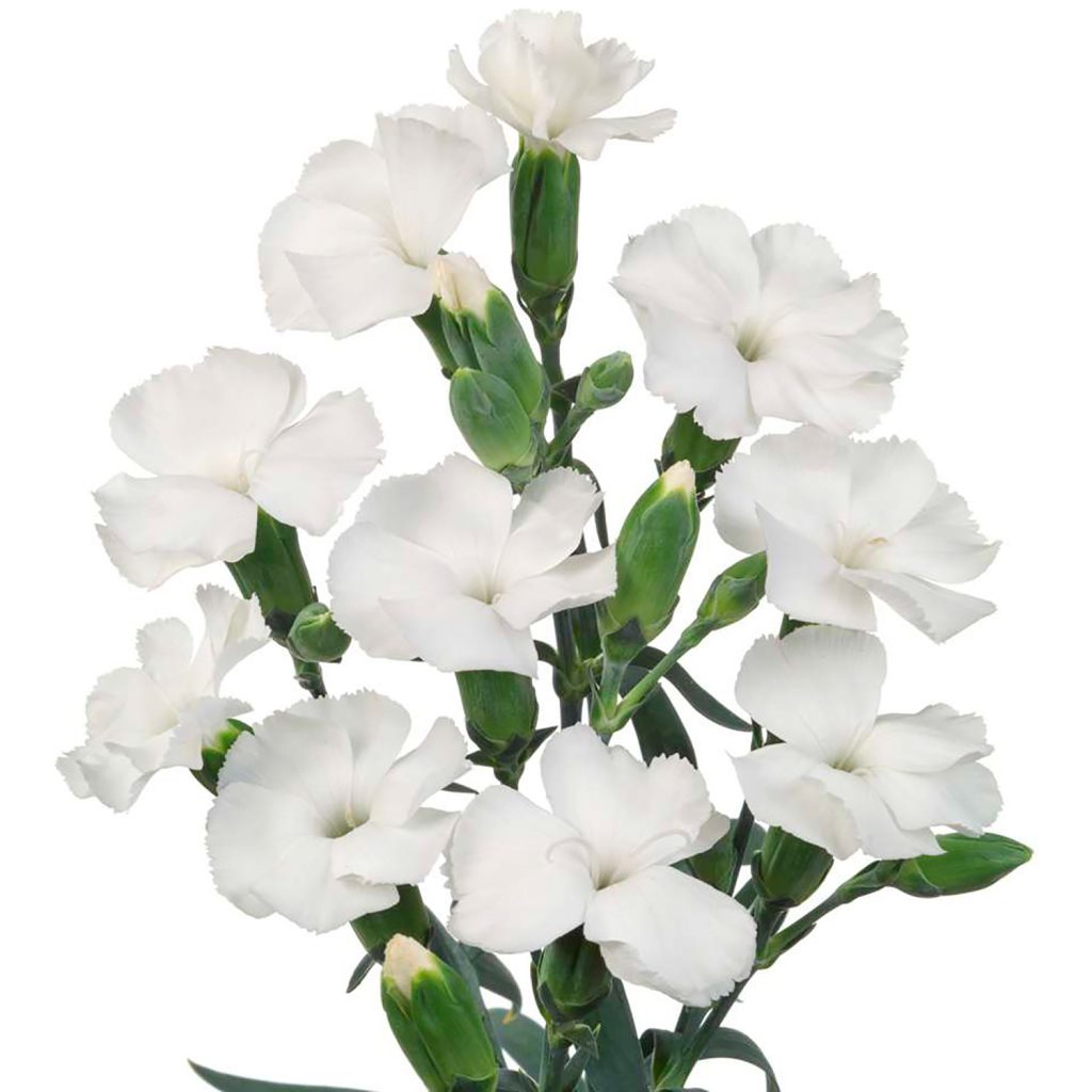 Dianthus Spray Archivi - FioriBelli® - Sito Ufficiale FioriBelli®