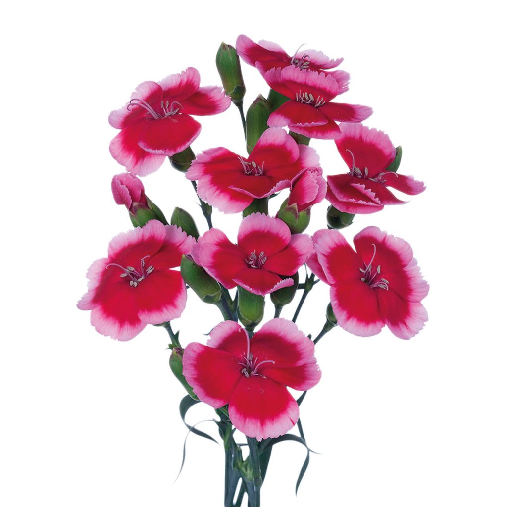 Dianthus Spray Archivi - FioriBelli® - Sito Ufficiale FioriBelli®